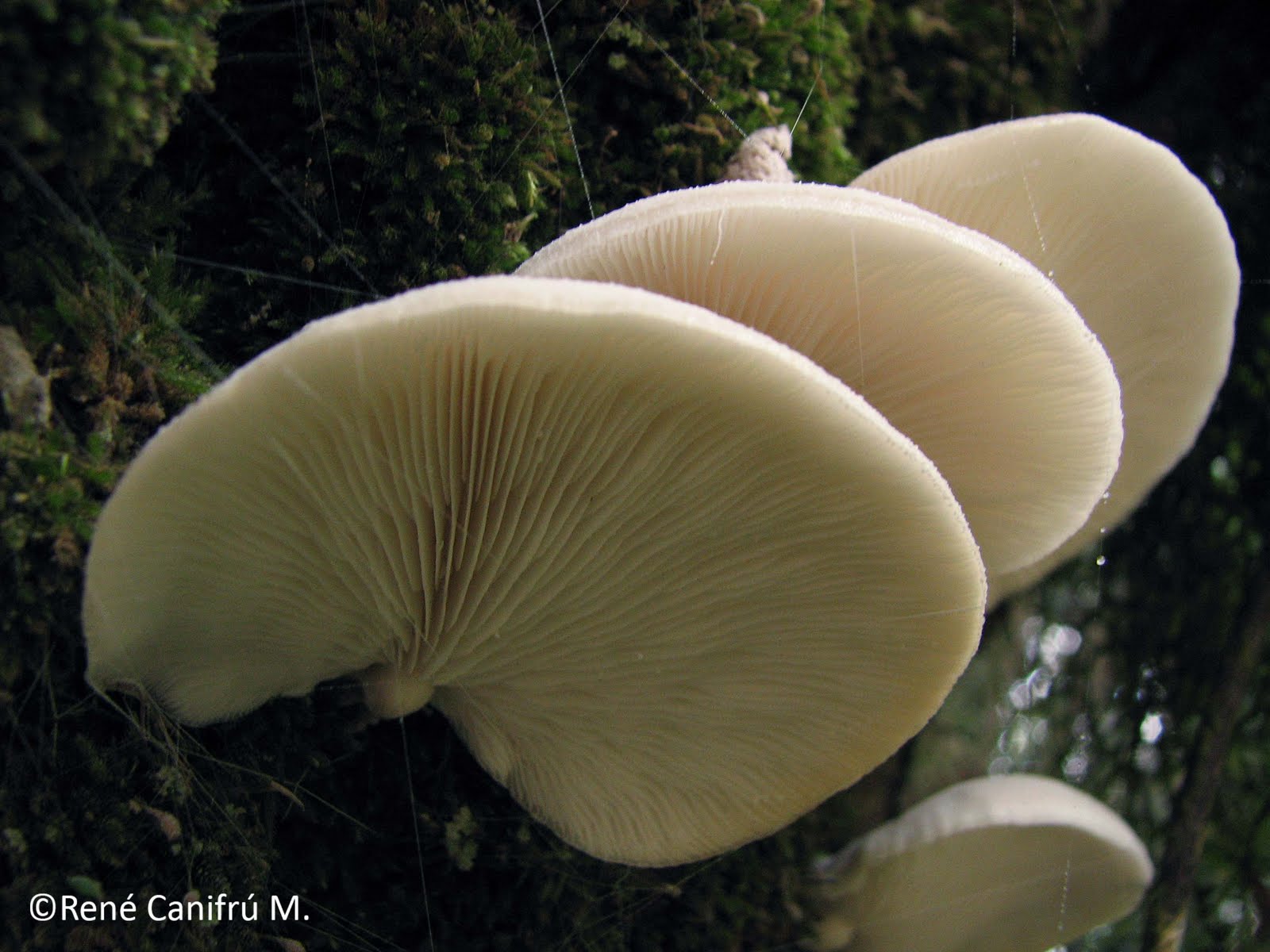 Hongos: Pleurotus ostreatus