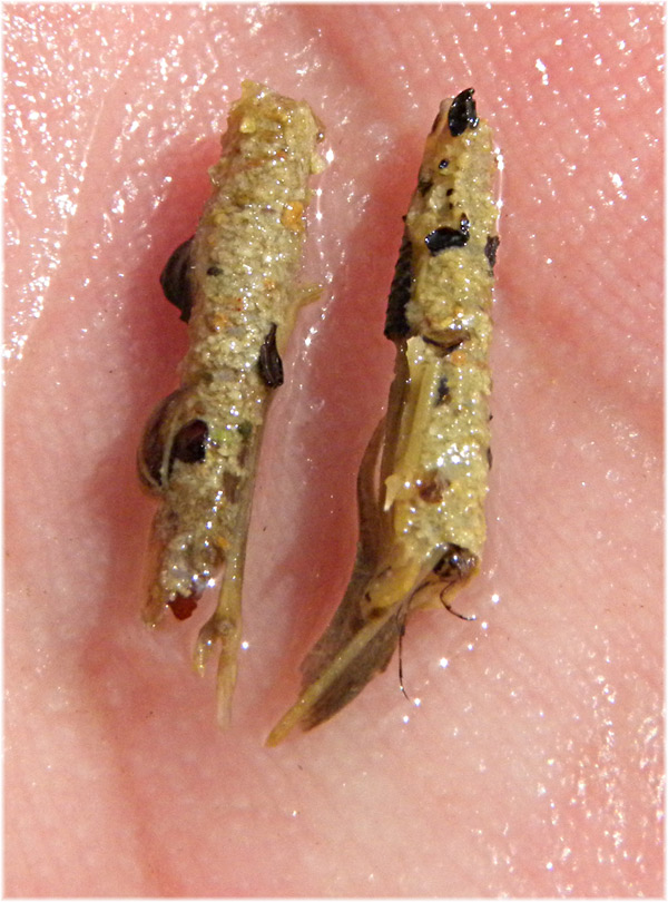 FOTO NATURA HUESCA 2: TRICÓPTEROS trichoptera William Kirby, 1813 frigáneas