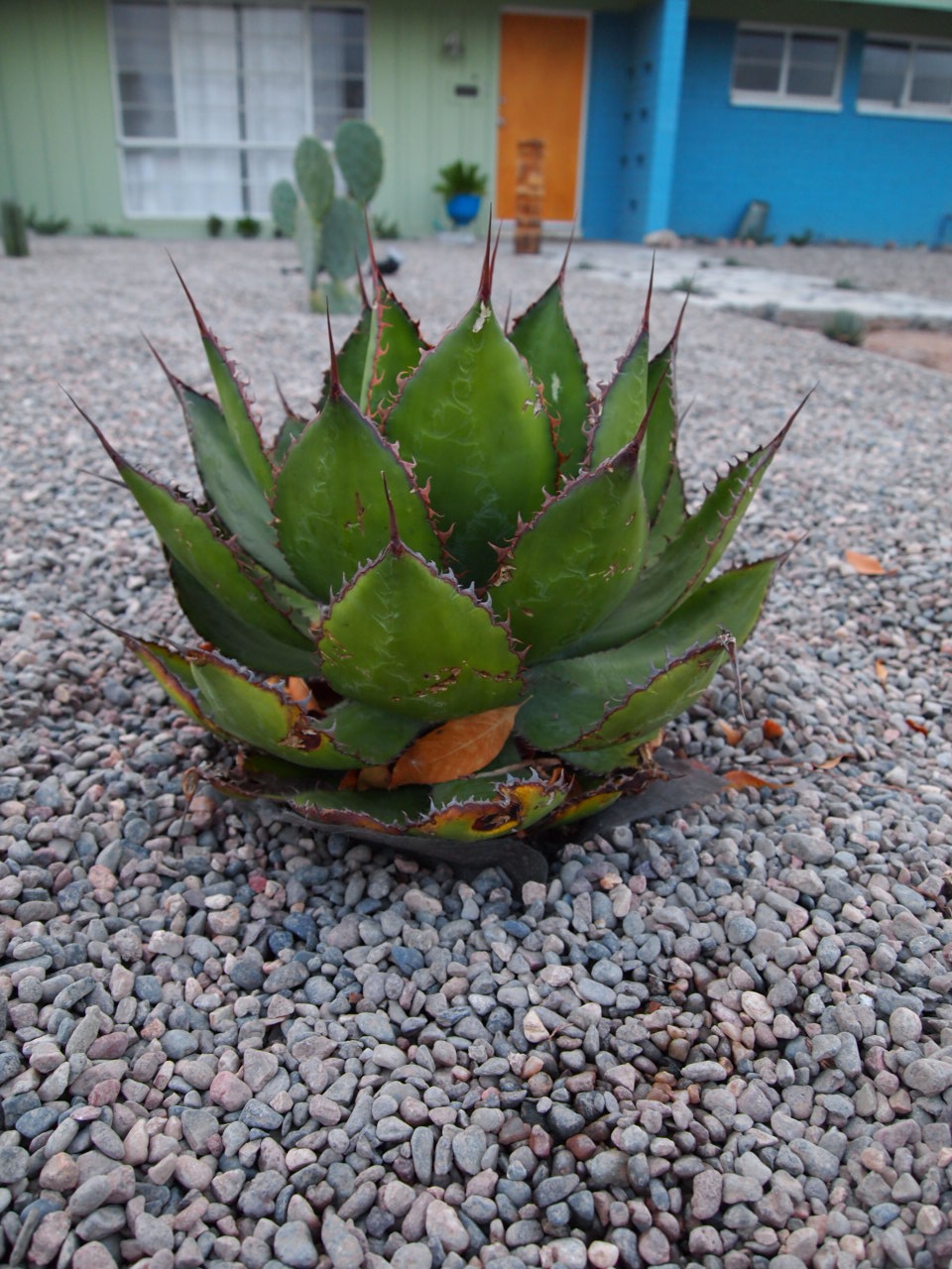 Huppdates: Pokey plants!