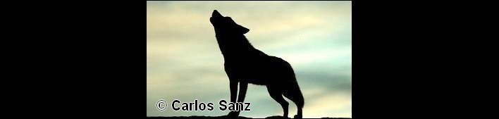 AMIGO LOBO: Blog lobero de Carlos Sanz: EL DOCUMENTAL "COEXISTENCIA DEL ...