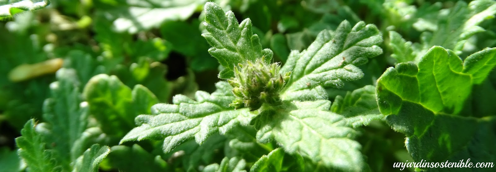 Verbena repens hybrida (Verbena rastrera)