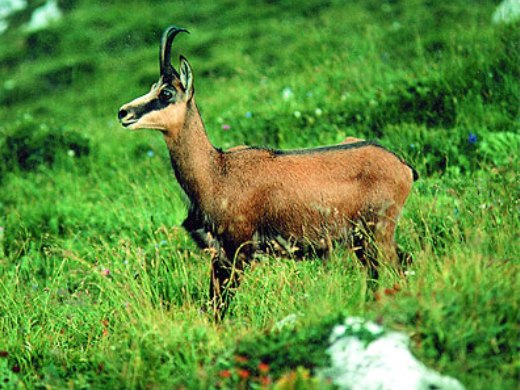 Intorsura Buzaului, Izvorul Buzaielor.: Animal pe cale de disparitie in ...