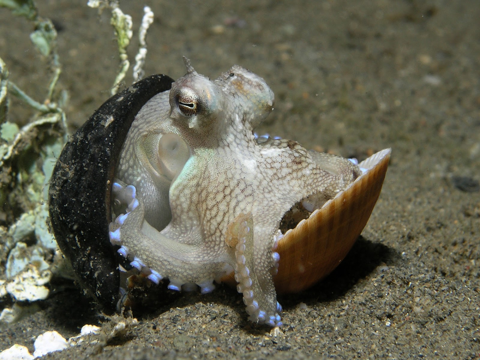 American E-Store: Octopus ..Eight Legs .. Thousands Eggs.