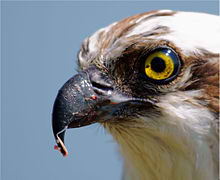 AccessJ: 5 Types of Predatory Birds in Japan