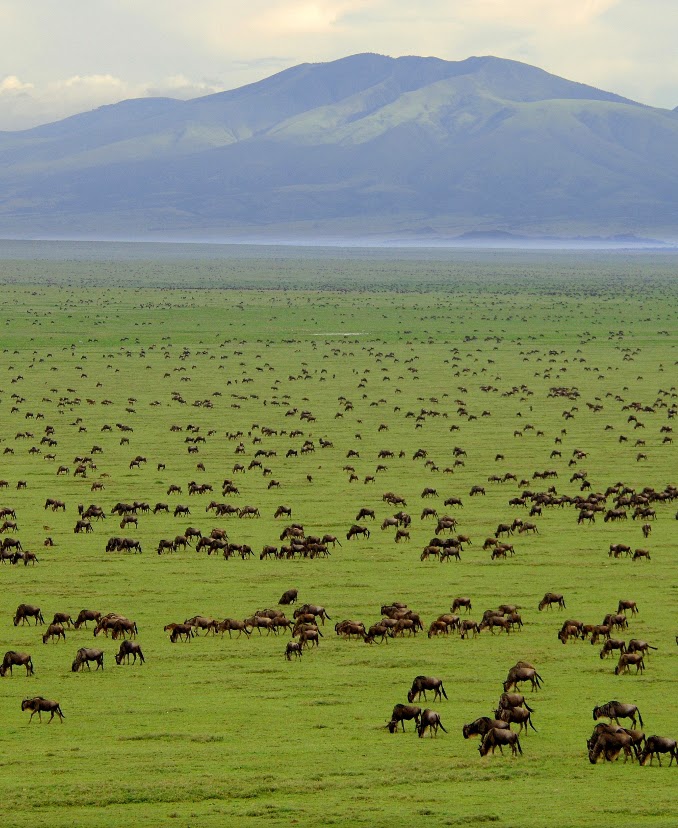 Serengeti National Park,Tanzania: - Motivational Trends