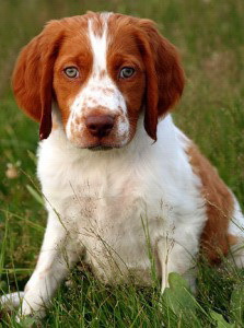 Conoce tu raza...el Spaniel Bretón - Club Mascodín