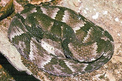 Laberinto en extinción: Serpiente de Alcatraz (Bothros alcatraz)