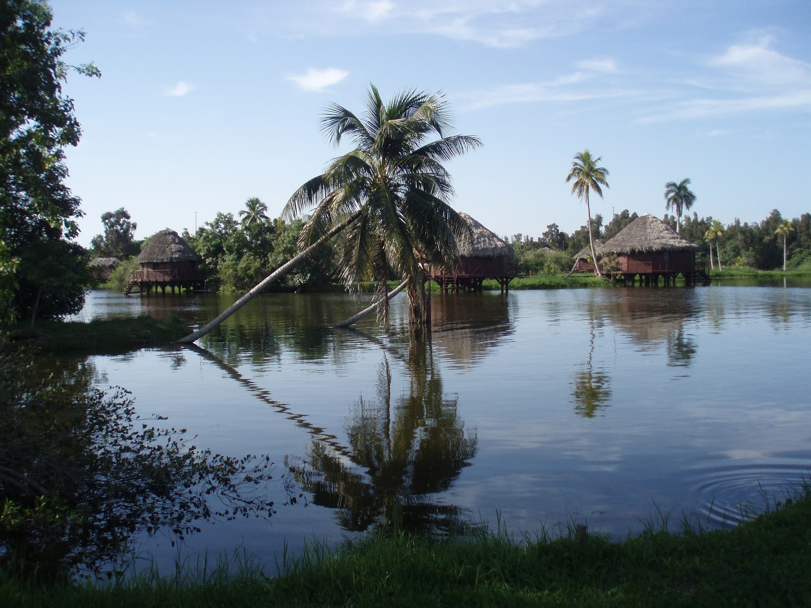 Icono ADN Spain 08: Indígenas....... Del Caribe.......