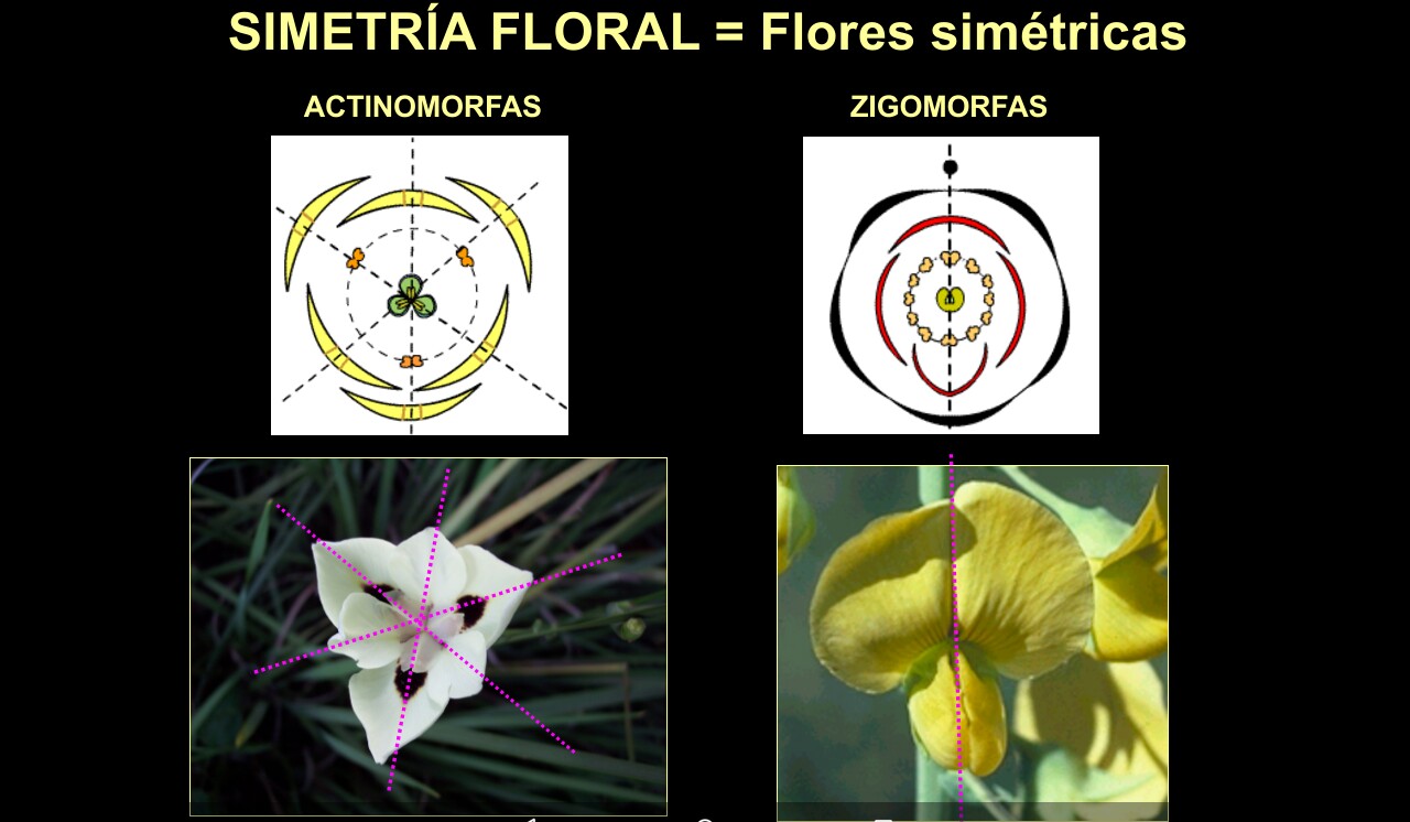4. La Flor - Botánica integra