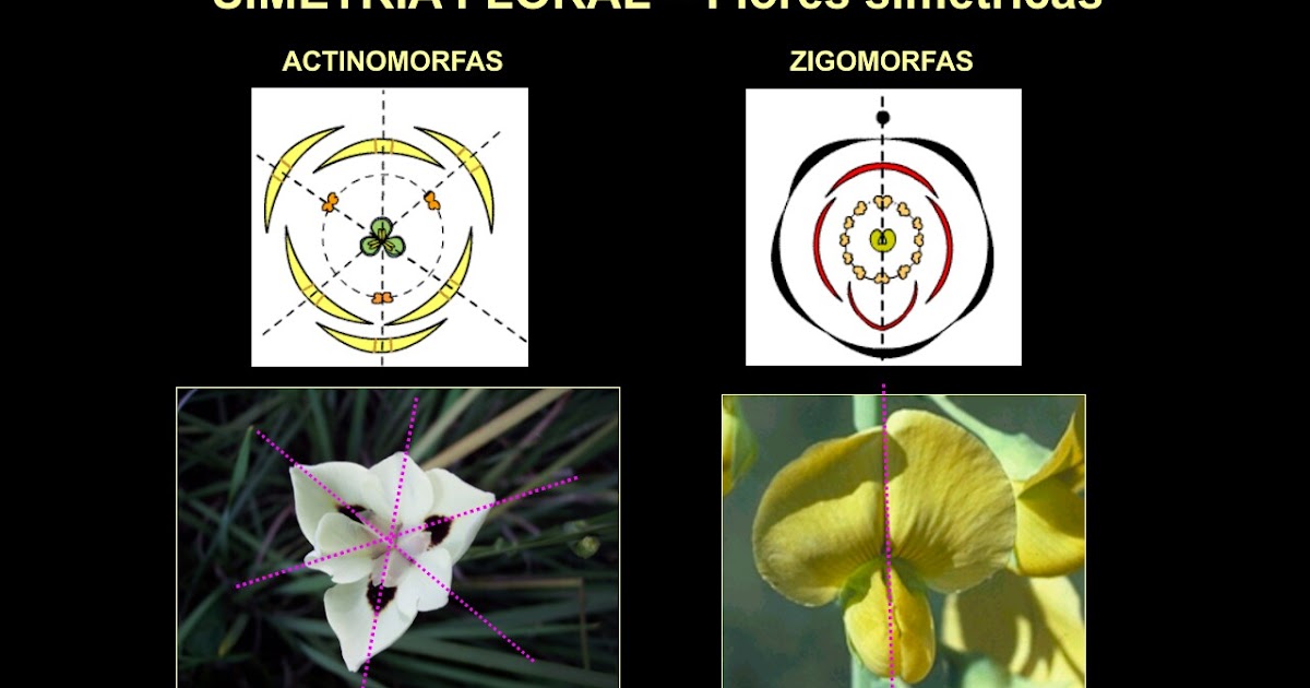 Simetría floral - Botánica integra