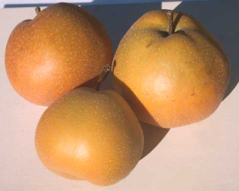 Temperate Climate Permaculture: Asian Pear Varieties... just a sampling