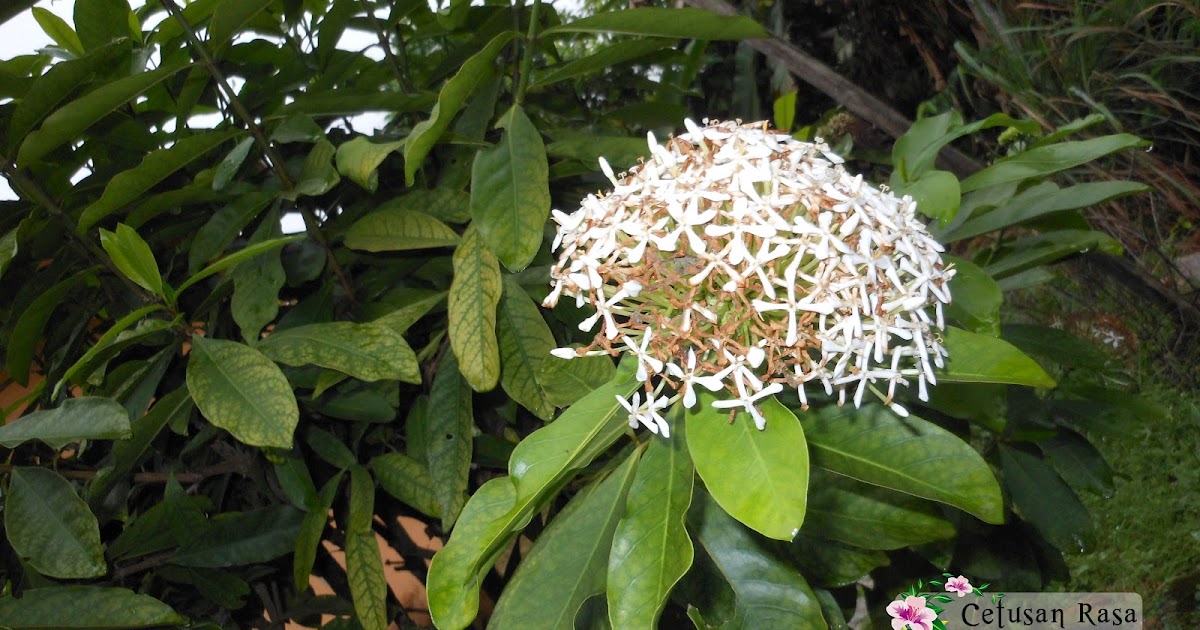 Pokok Bunga Kamboja Putih Pengantin Tanaman Manfaat Rambat Antigonon ...