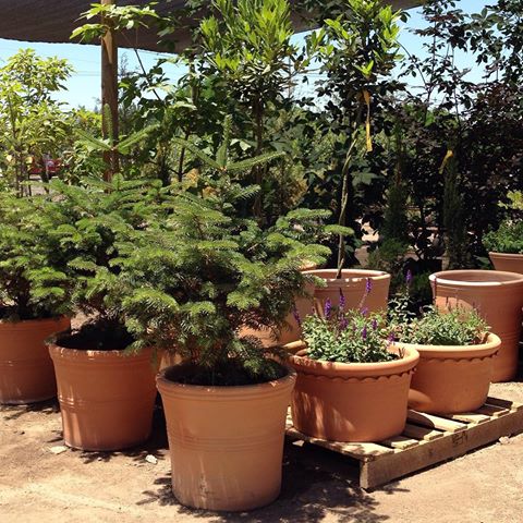 VIVERO EL ENCANTO: GALERIA