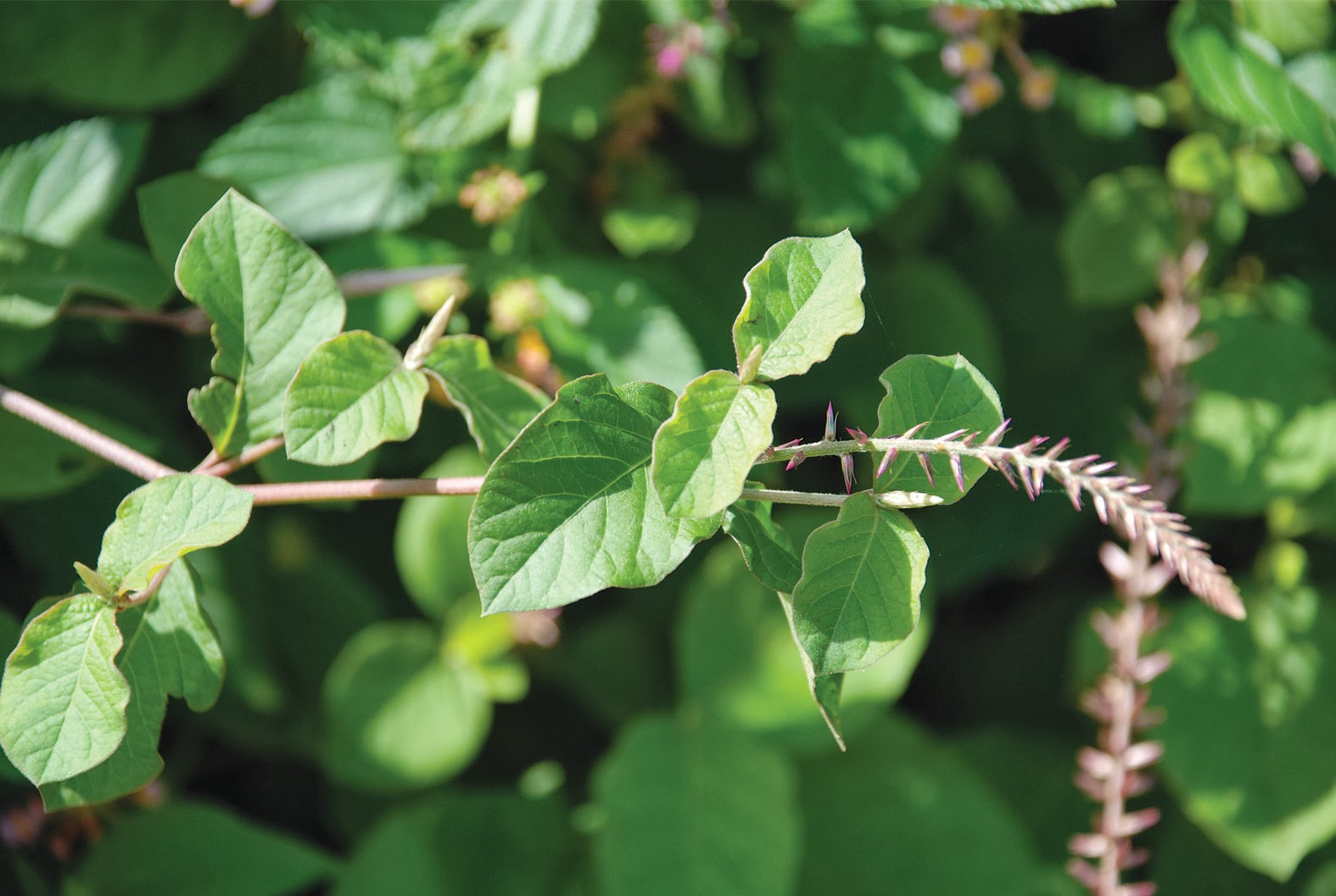 MEDICINAL PLANTS OF DWARKA: Achyranthes aspera
