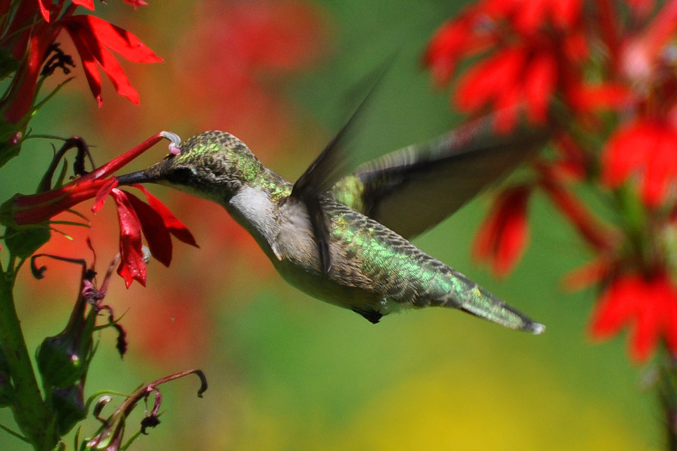 Vestal Grove: MADE FOR EACH OTHER: bird and flower