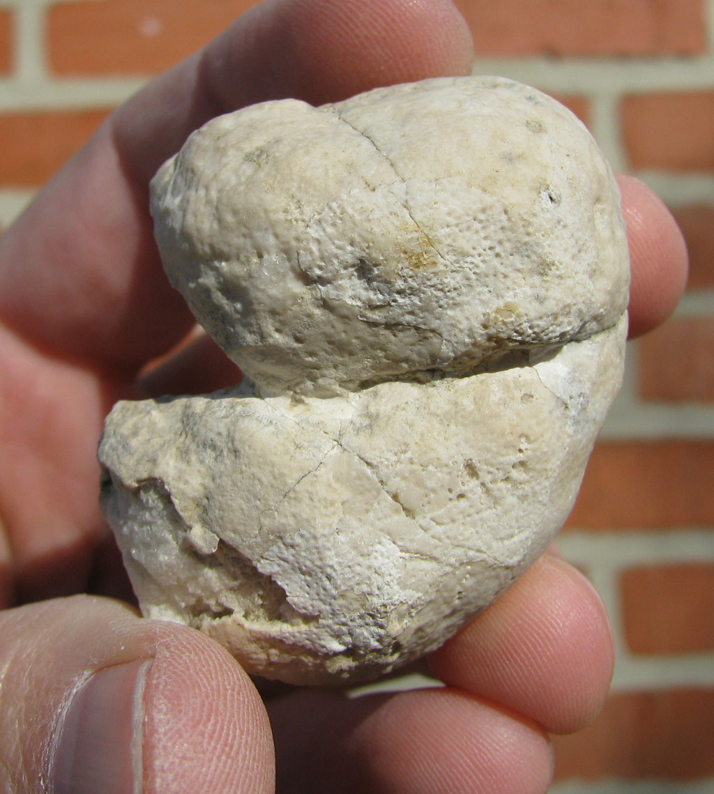 Views of the Mahantango: Diceras arietinum pelcypod from France