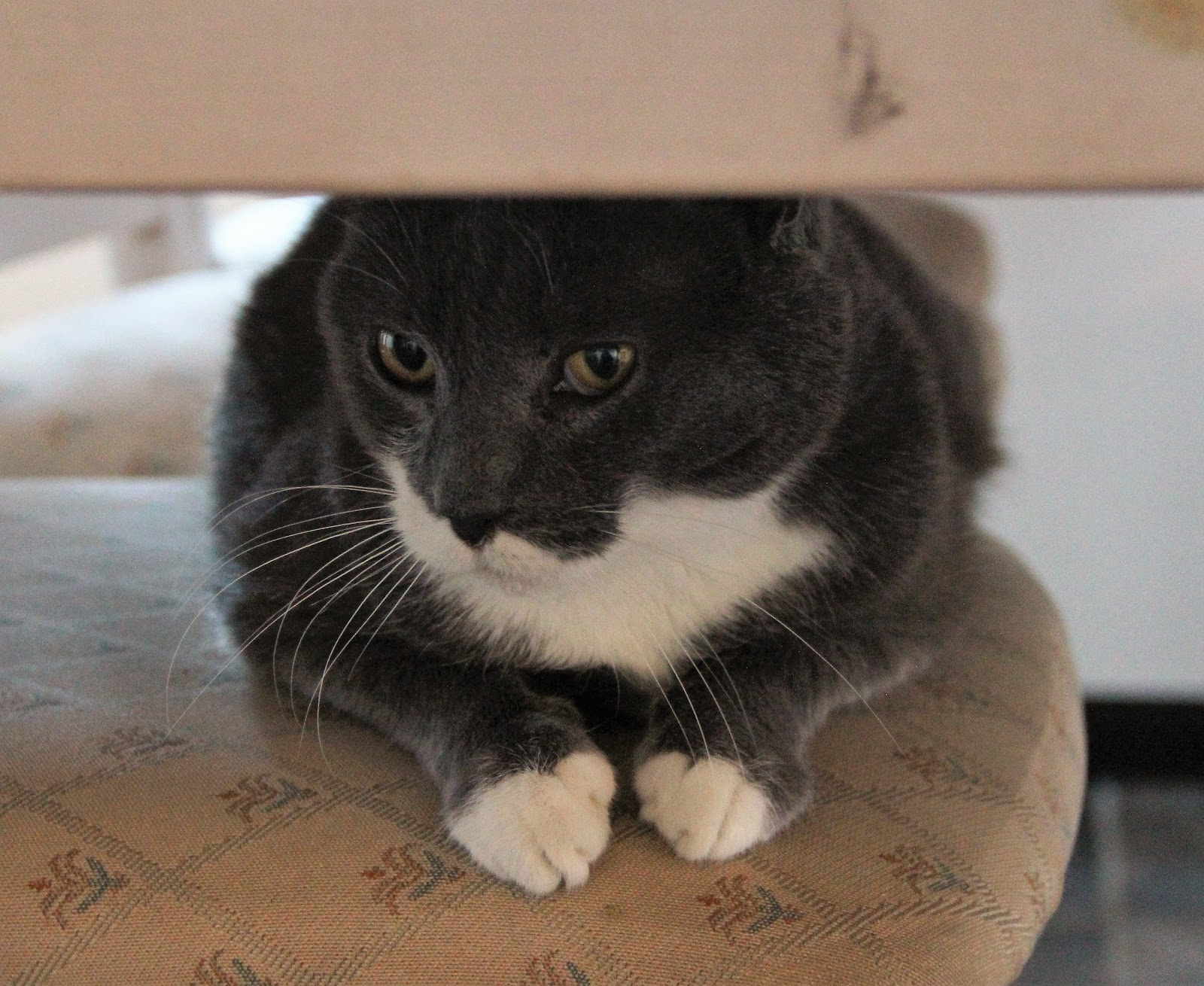 Chapmans dagbok: Från stallkatt till innekatt...