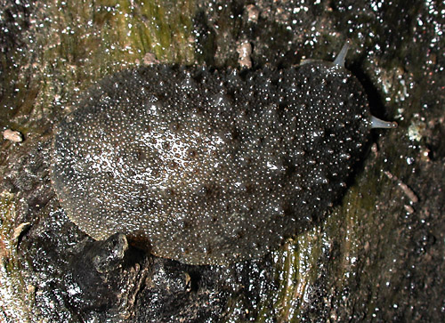 Variety of Life: Systellommatophora