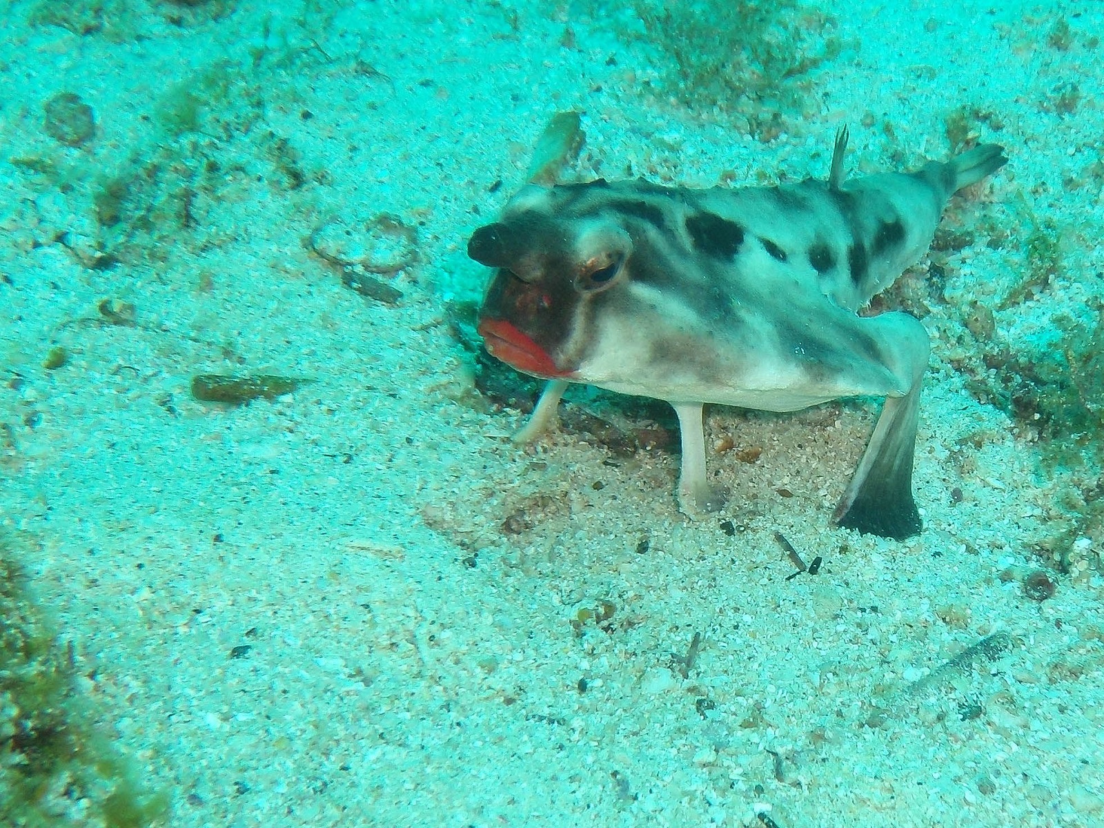 Real Monstrosities: Red-lipped Batfish