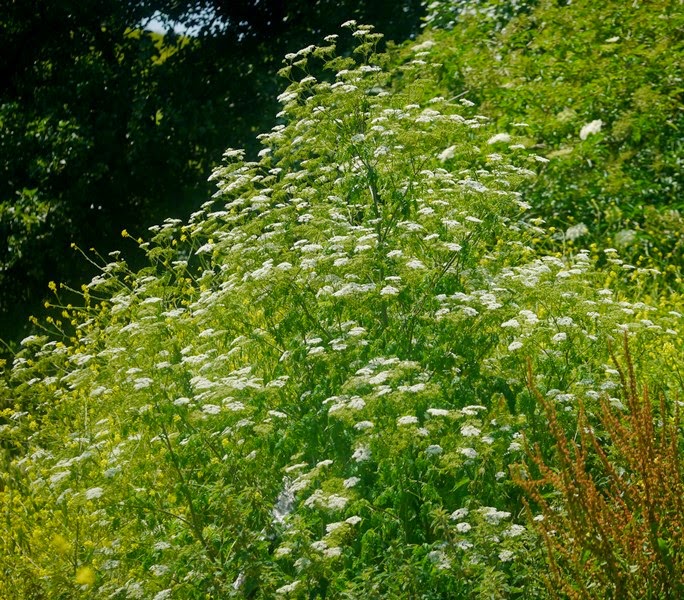 Instantes botánicos: Cicuta Conium maculatum