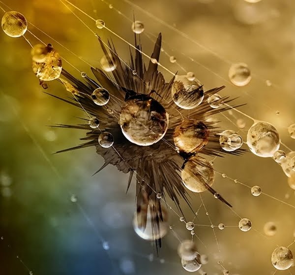 Get Images: Beautiful Colorful Raindrops