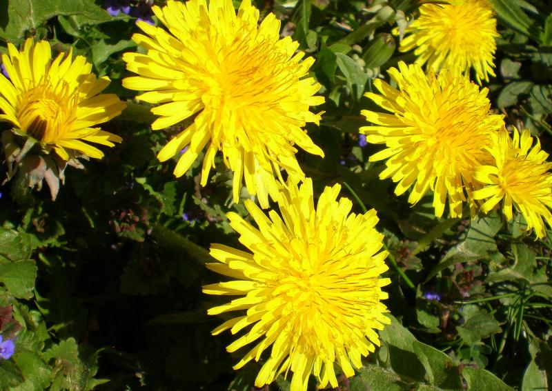 Inrossas Zelta grāmata: Veselīga stratēģija gremošanas un ...