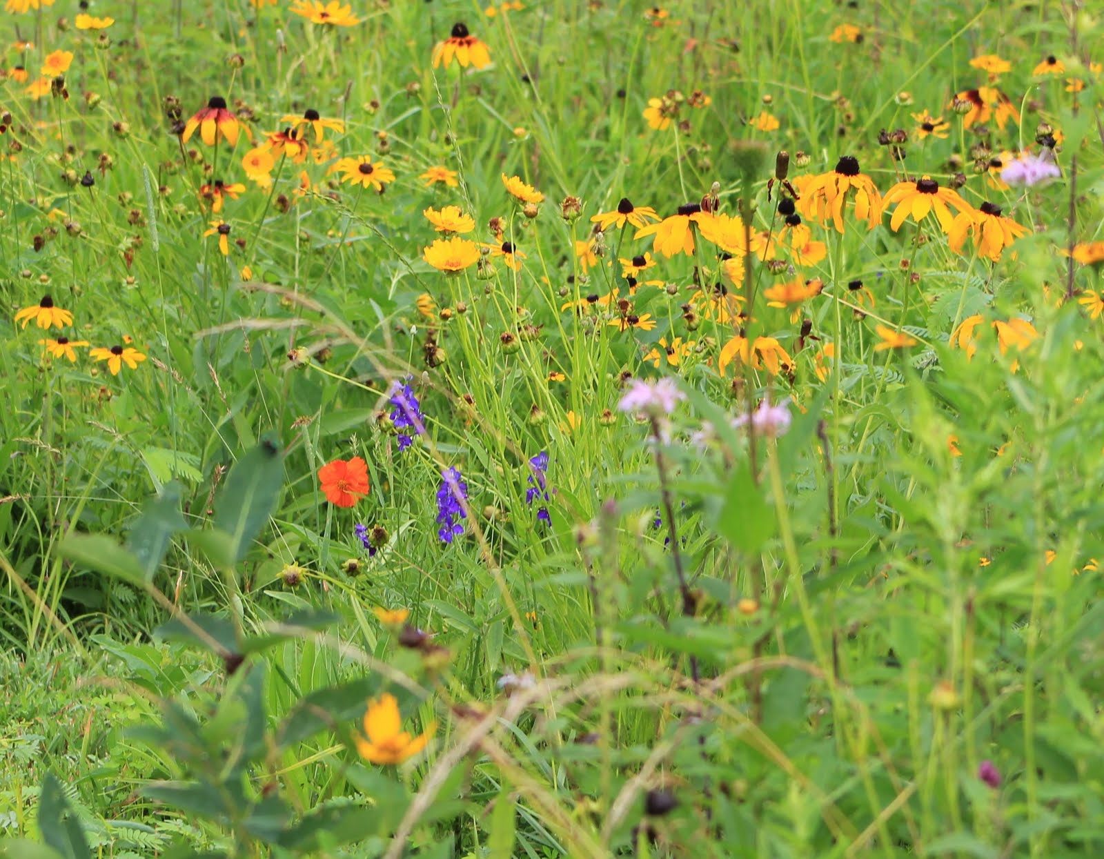 Beyond My Garden: Wildflower Patches