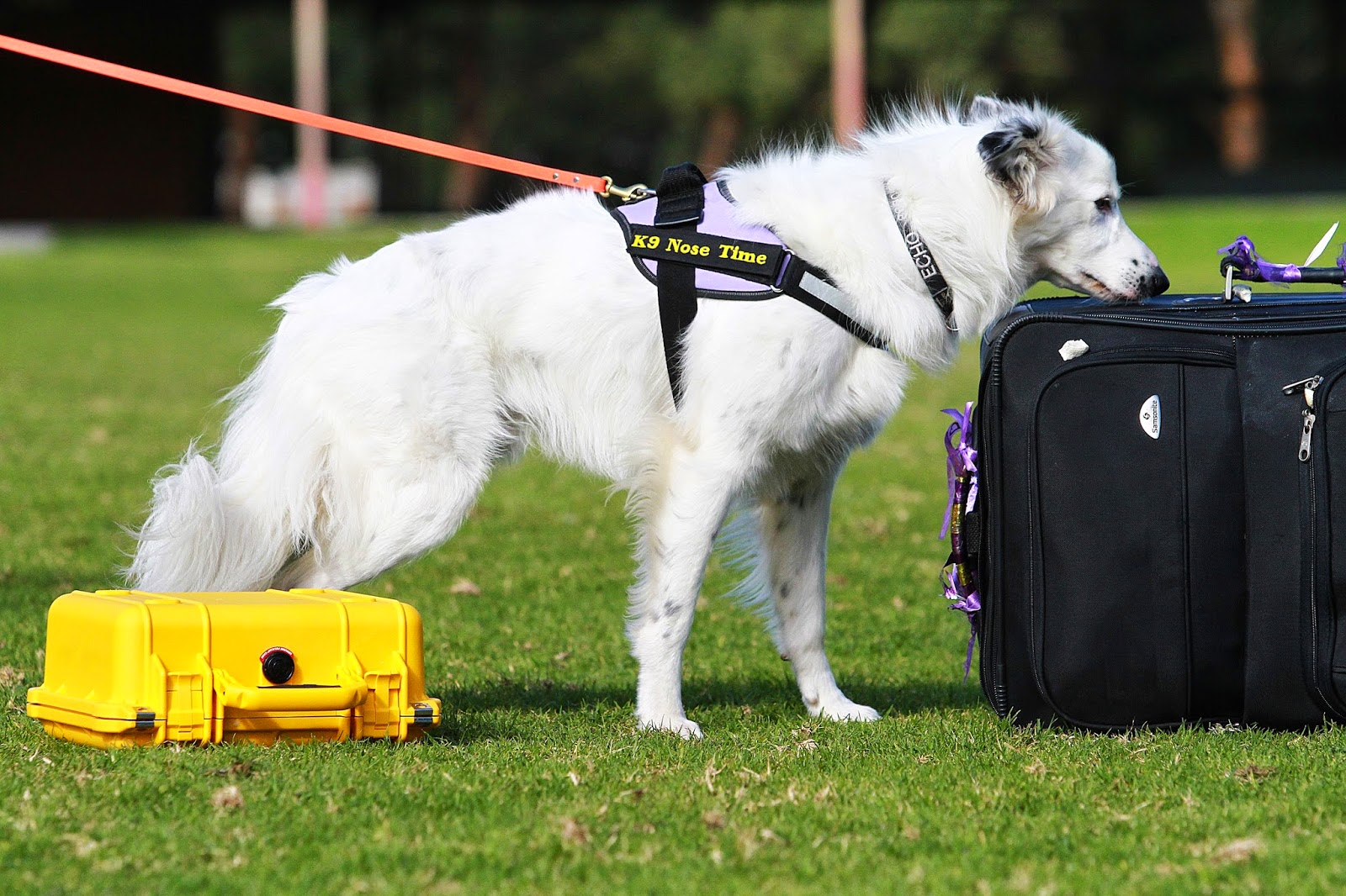 K9 Scent Scramble: a new ballgame for Dogs! | Australian Dog Lover