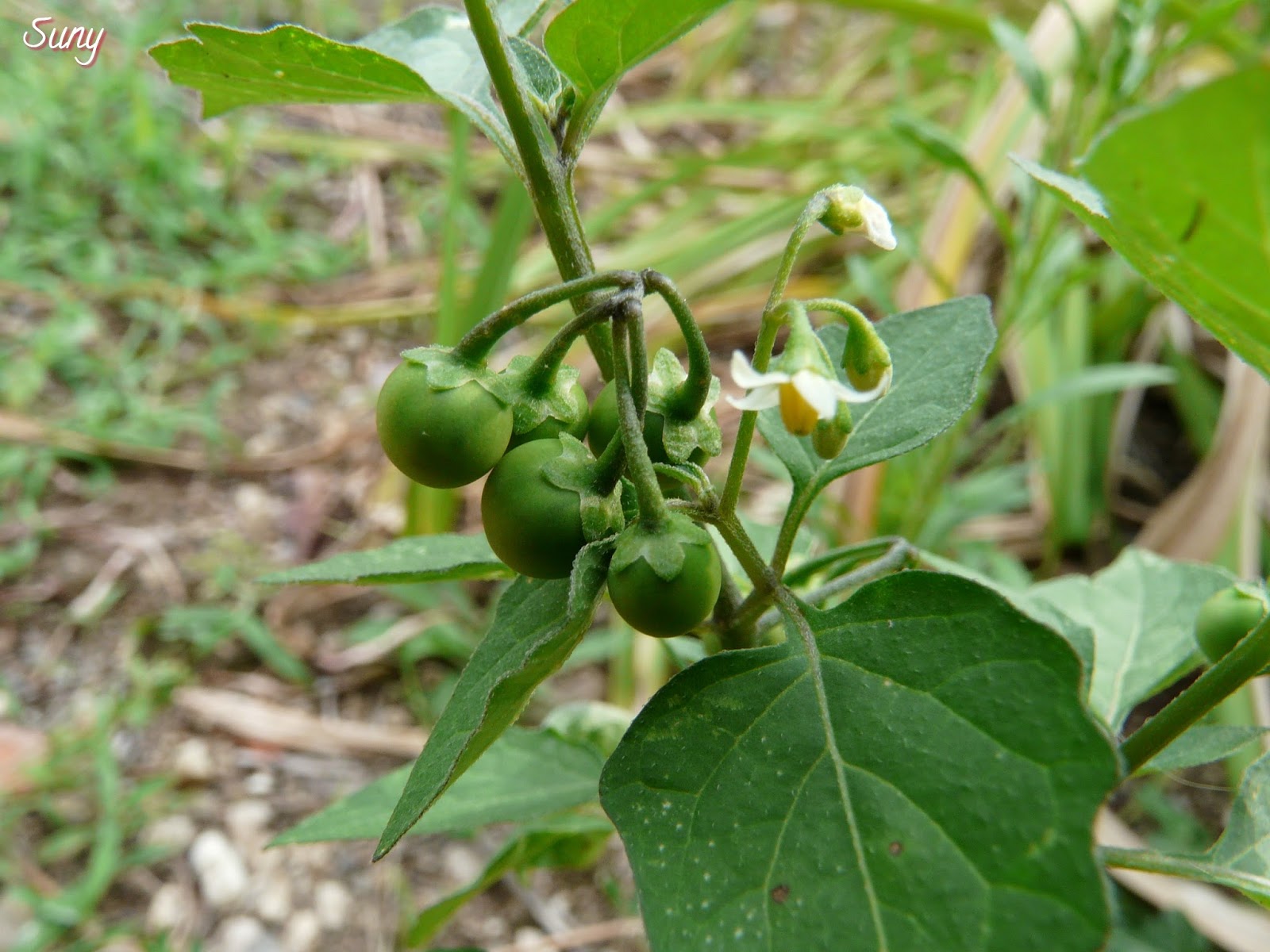 La vie simple: La morelle noire