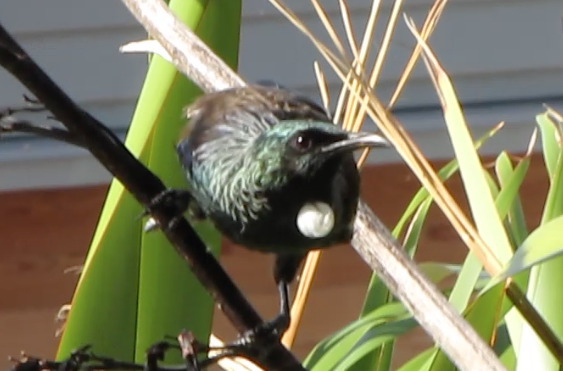 Explore and Discover Nature: Tūī Takeover - tūī chicks growing up in ...