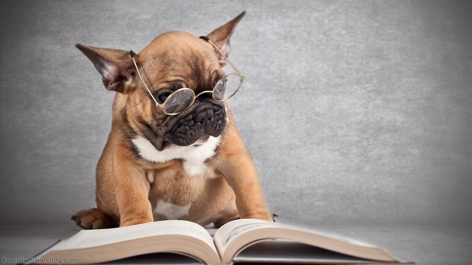 El Espejo Gótico: 10 mejores libros para amantes de los perros