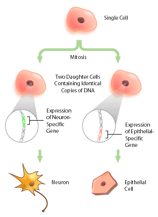 Cell Growth, Development, and Reproduction: The Process of Cell ...