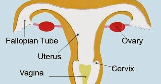 TIPS KEWANGAN TAKAFUL & HIBAH FOR ALL FOR LIFE: TIUB FALLOPIO TERSUMBAT ...