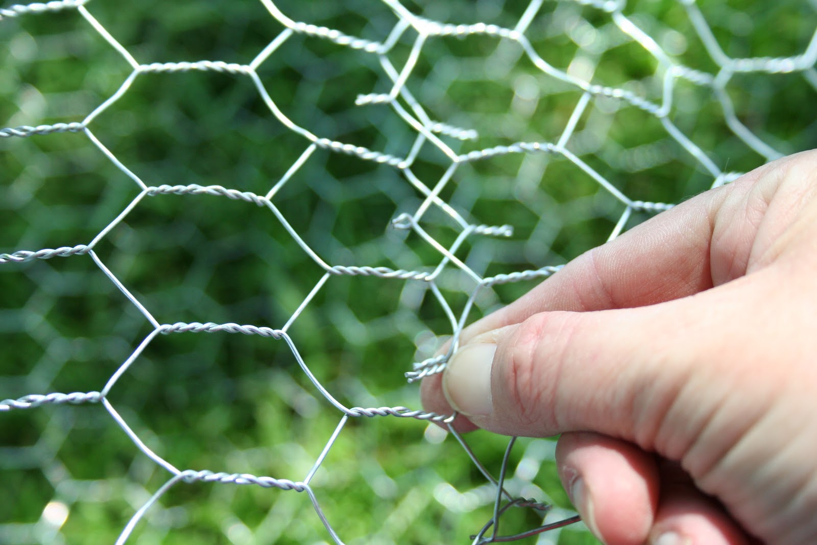 Chicken Scratch Poultry: Chicken Wire Cloches