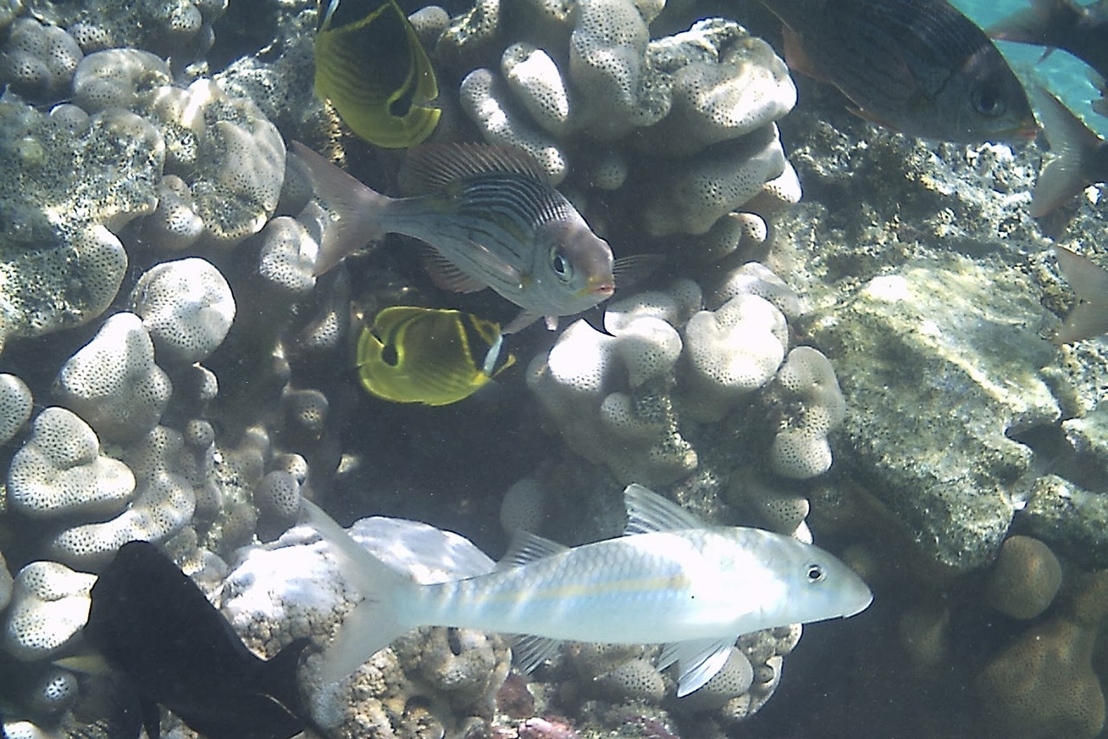 Small Animal Talk: 2013-12-08