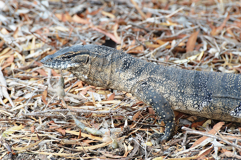 Paying Ready Attention - Photo Gallery: Macro Monday - Heath Goanna