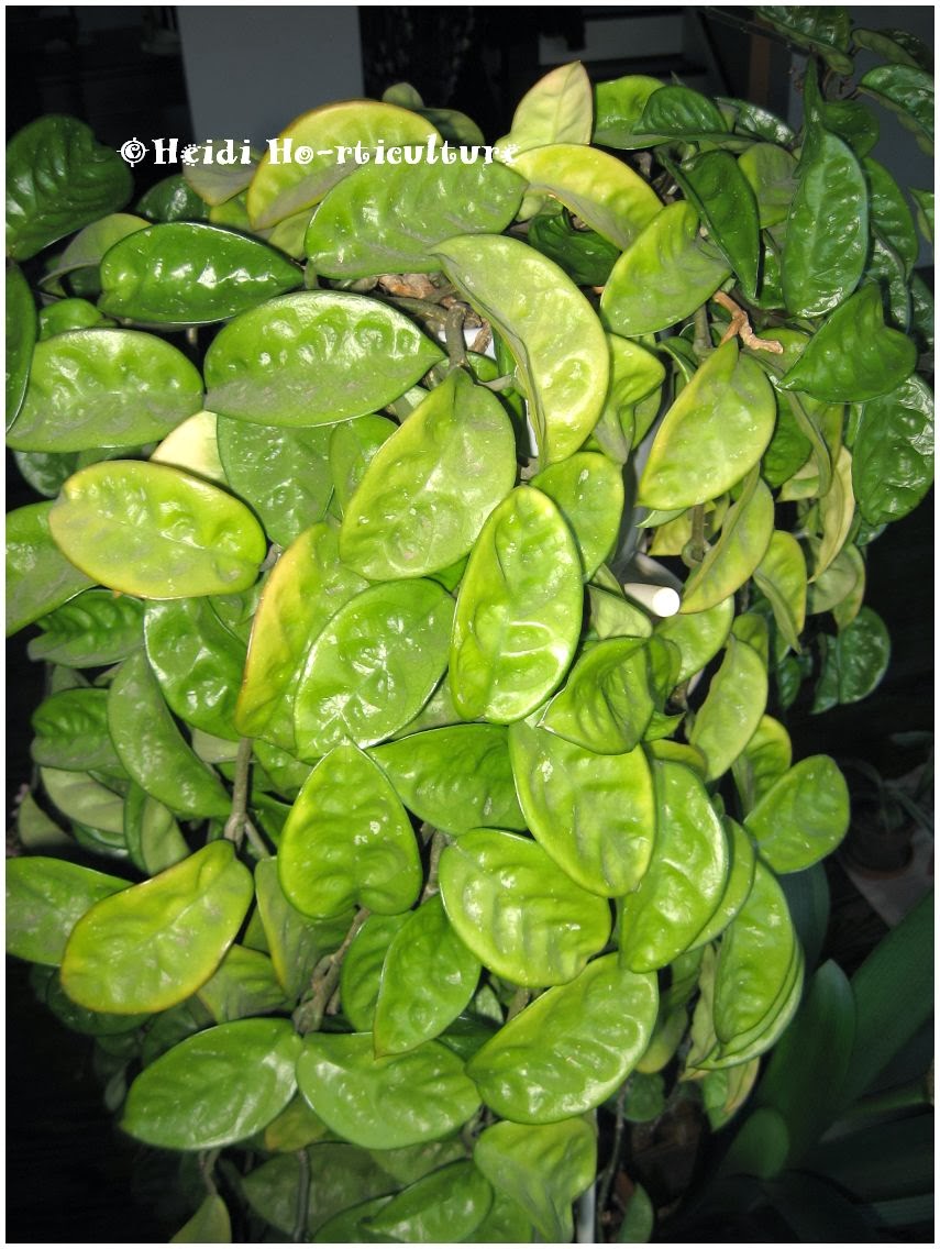 Heidi Horticulture: Plant Profile: Hoya or Waxplant