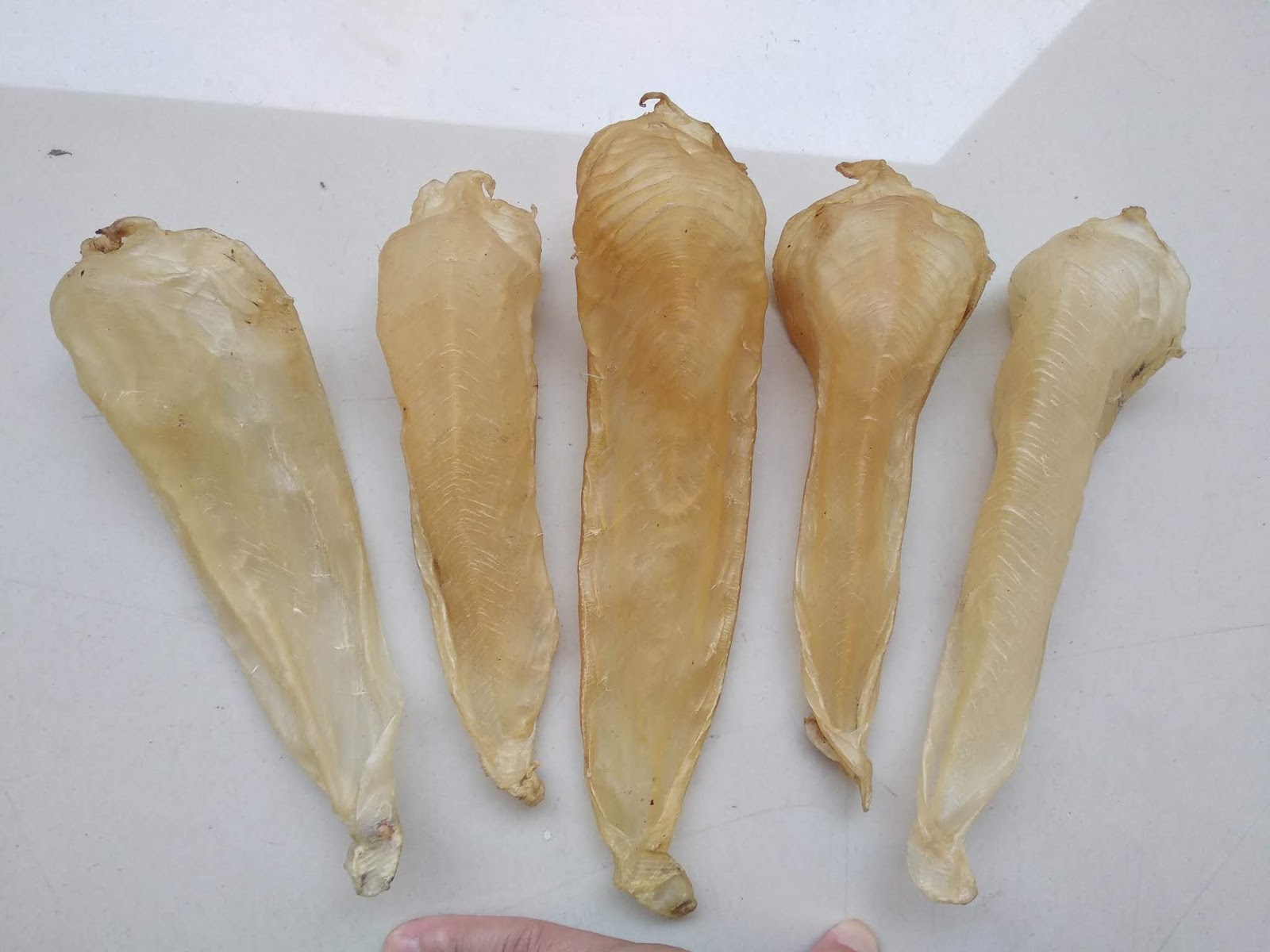 Beli gelembung Gulama Kakap cina dan Tirusan: Mau Beli Gelembung Ikan ...