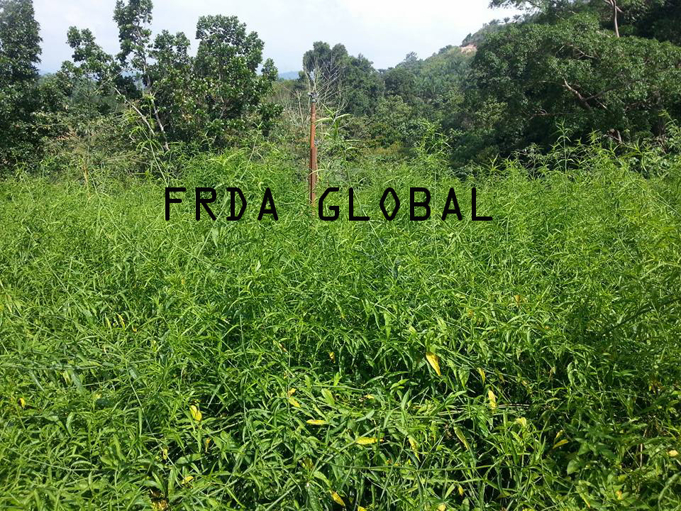 Sabah Snake Grass: Health benefits of Sabah Snake Grass