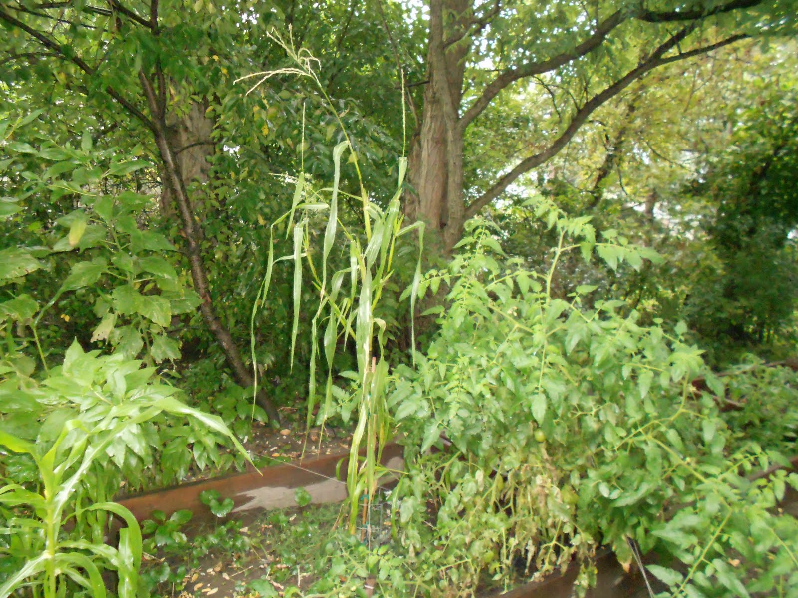 The Perennial Agriculturalist: northern tepehuan teosinte