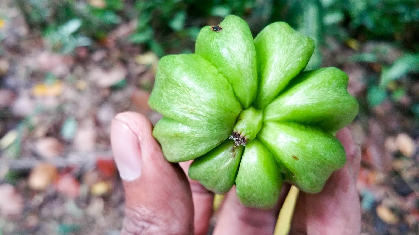 ගොරකා - Goraka - Garcinia gummi-gutta - Garcinia zeylanica