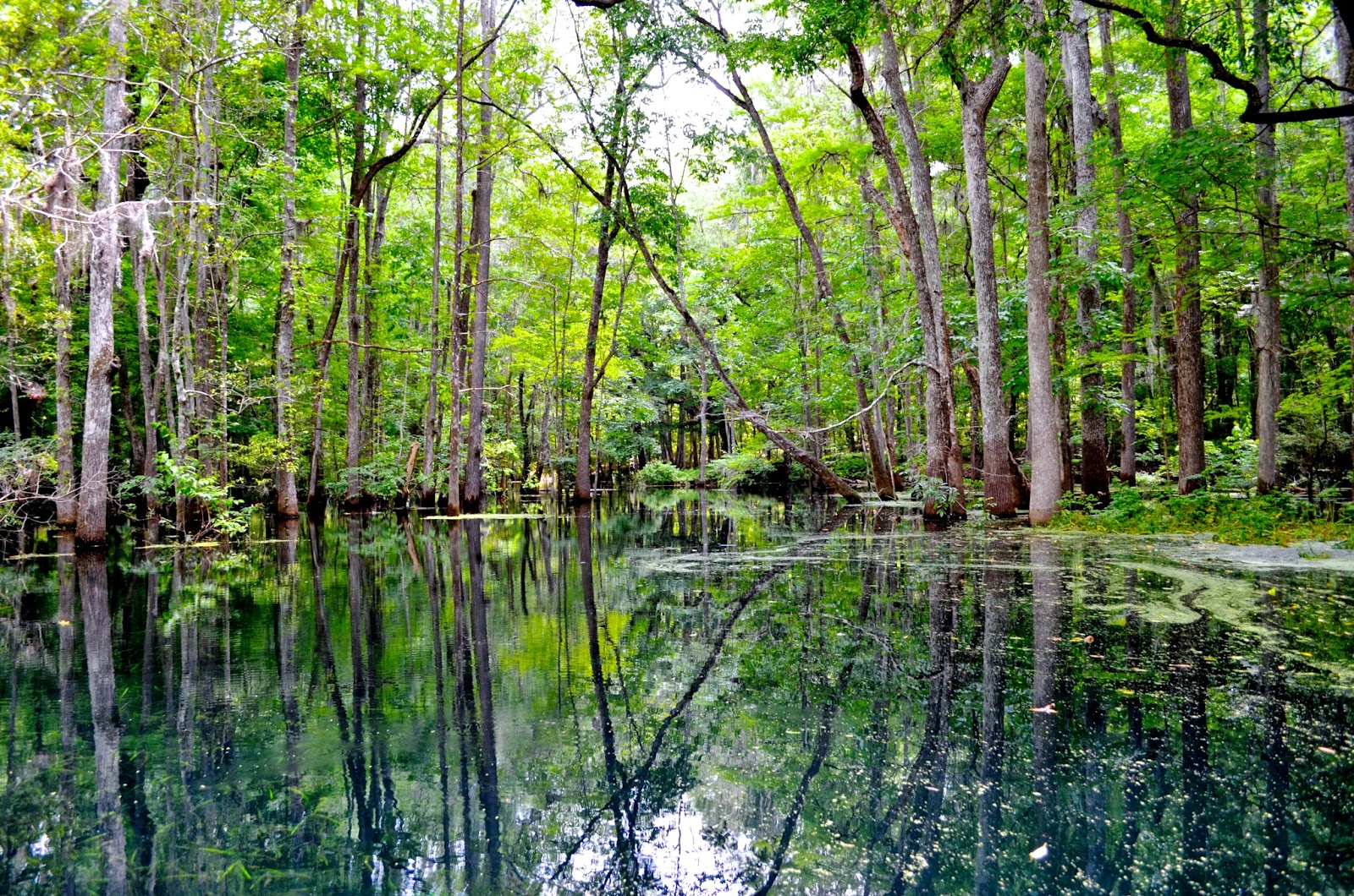 Magnitude 1: Adventures in a Flooded Forest