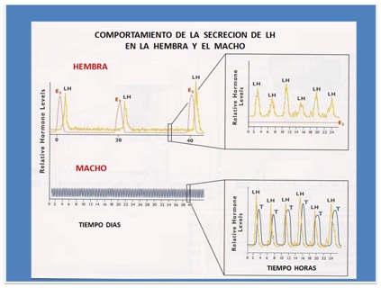 MANUAL DE REPRODUCCION BOVINA: CICLOS REPRODUCTIVOS