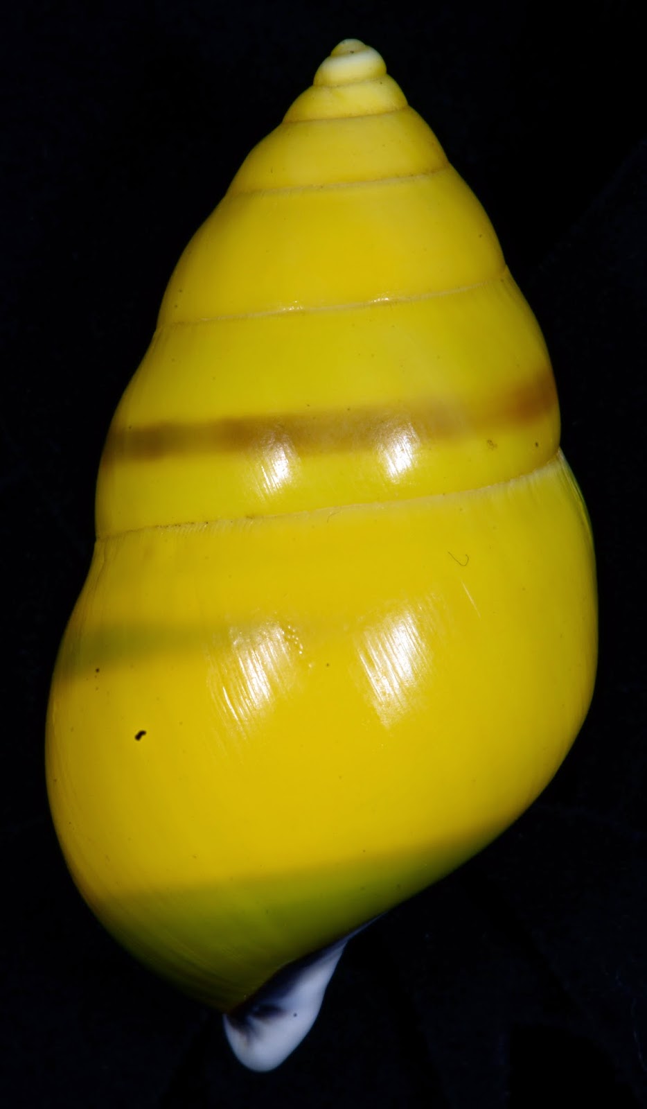 Dr. Lee's Gallery Museum: Amphidromus perversus butoti color form ...