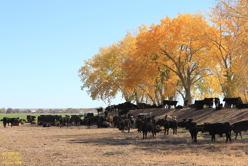 Welcome To Southeast New Mexico Weather.: Fall In Southeast New Mexico.