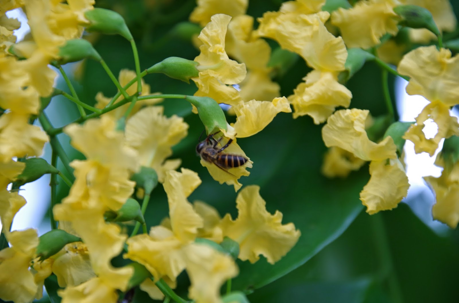 Trees and Plants: Angsana