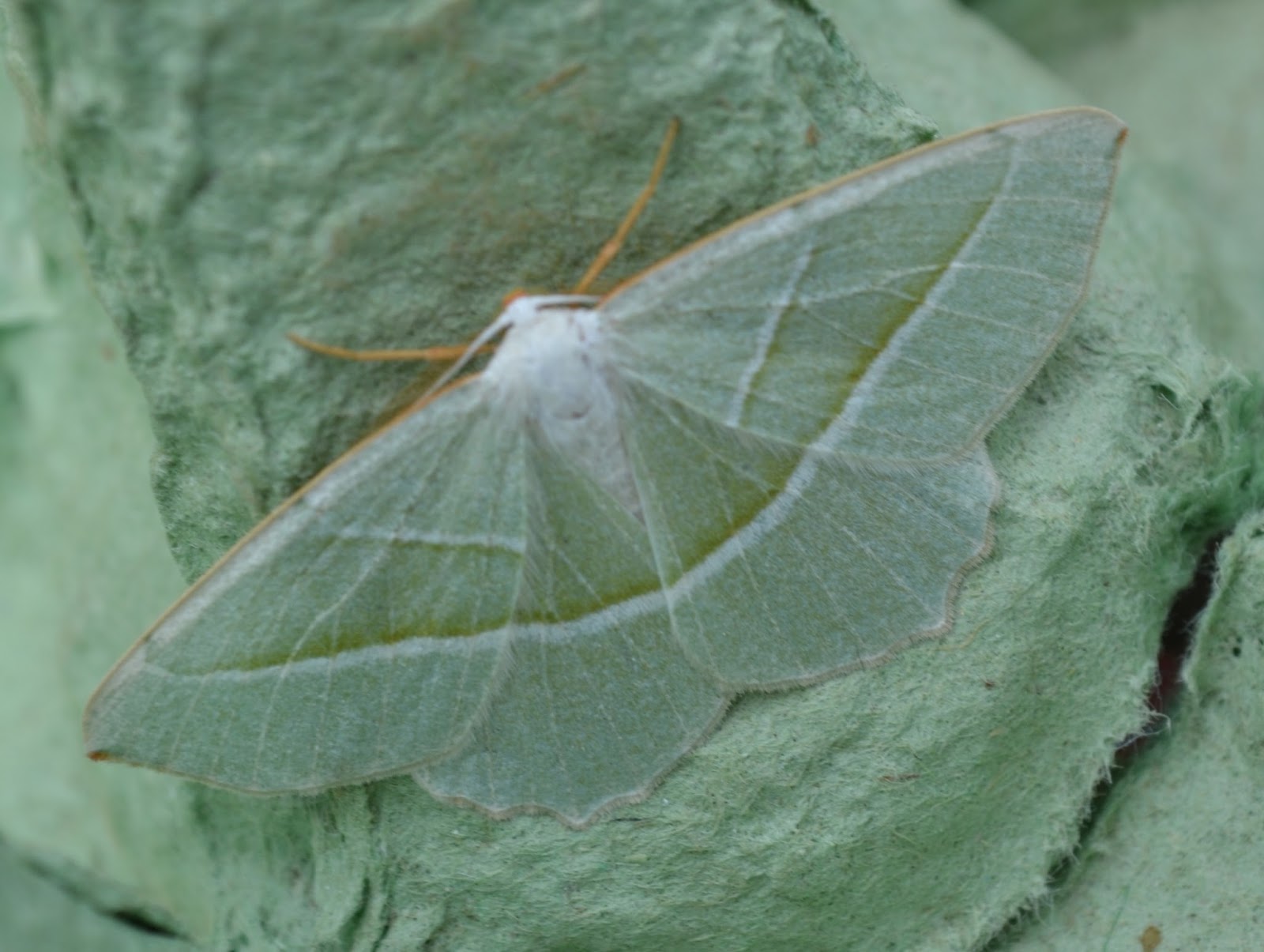 Ceredigion Moths: Photos from Rhos Llawr Cwrt
