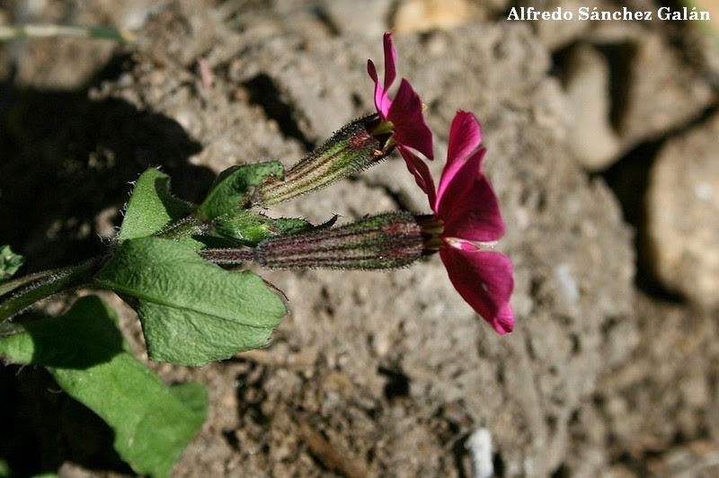 La flora de mis paseos: Silene pendula L.