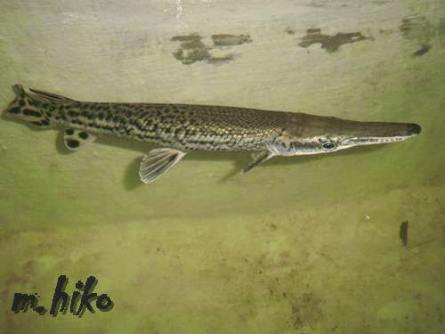 Mahamaya Hiko: jenis-jenis GAR fish (ikan aligator)