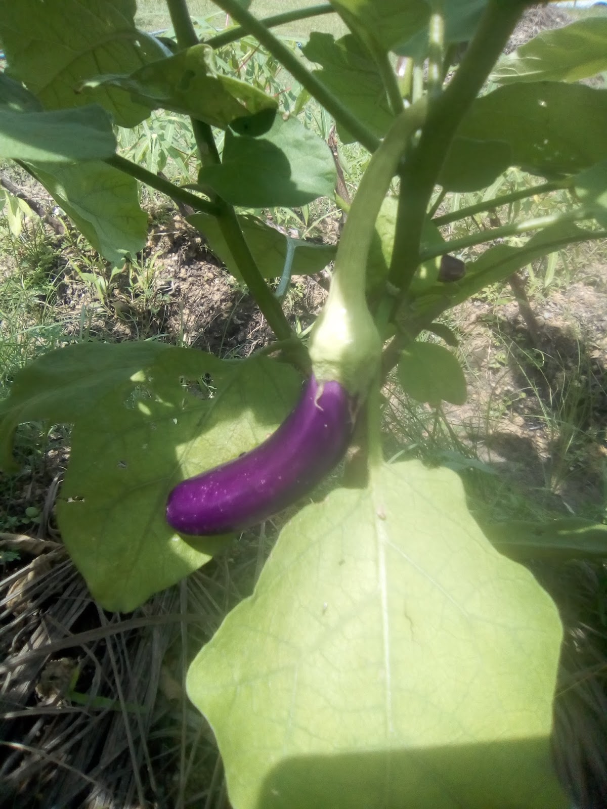 Jom Tanam Sayur ( JTS ) : Pokok Terung Ungu PanjangJom Tanam Sayur (JTS ...